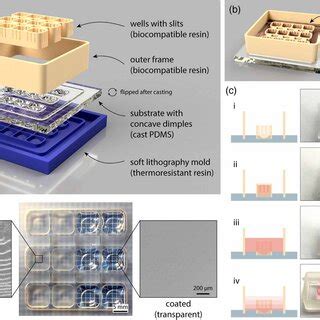 Pdf Modular D Printed Platform For Fluidically Connected Human Brain