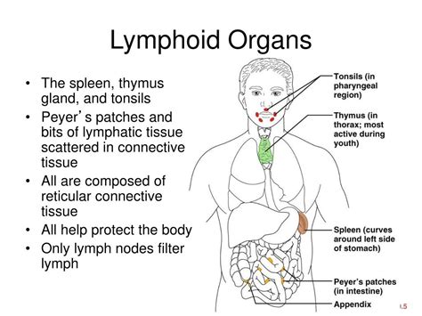 PPT Chapter 20 21 Lymphatic And Immune Systems PowerPoint