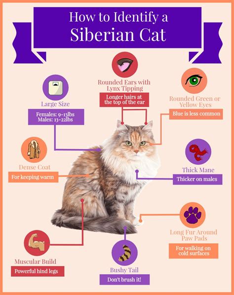 Siberian Cat Size Comparison