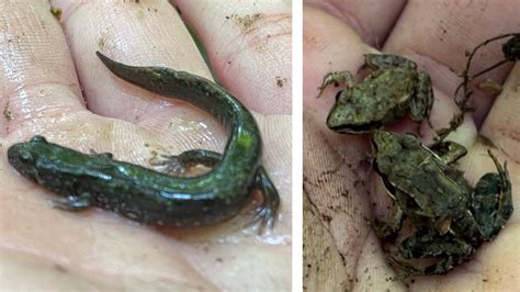 In Search Of Rare Salamanders Herping 2023 YouTube