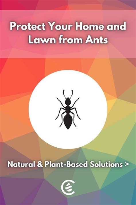 Top 10 Ways To Get Rid Of Ants Naturally Artofit