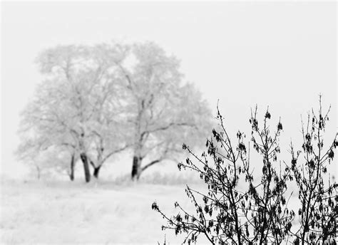 Kostenlose Foto Landschaft Baum Ast Schnee Kalt Winter Schwarz