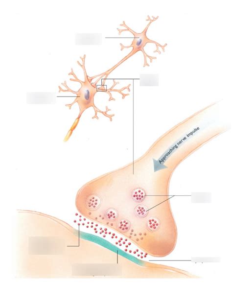 Synapse Diagram Diagram Quizlet