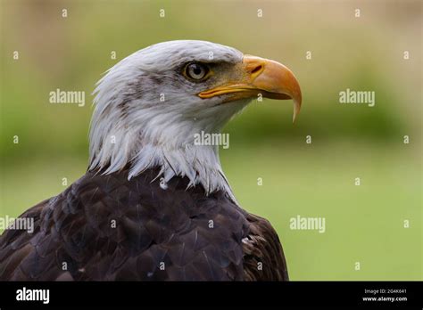 Bald Eagle Haliaeetus Leucocephalus Portrait Stock Photo Alamy