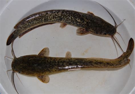 ikan lele Laura Butragueño