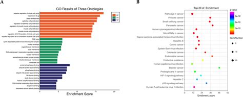 GO Functional Annotation And KEGG Signaling Pathway Enrichment