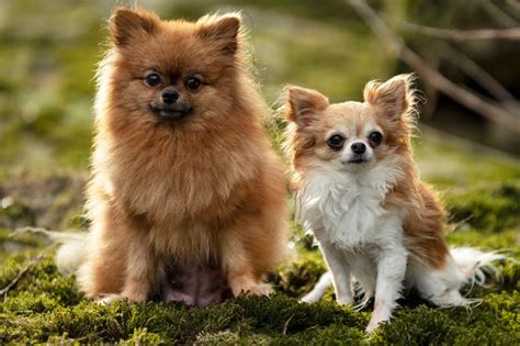 Cachorro pequeno peludo conheça 20 raças de cães mais fofos Guia Animal