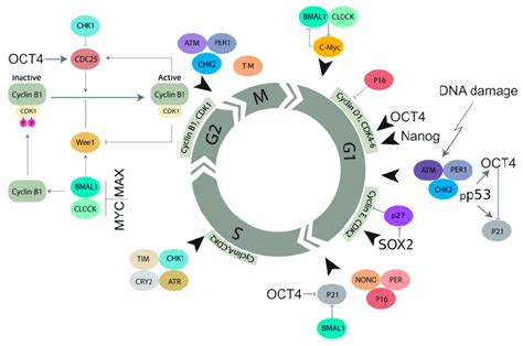 Regulation Of The Cell Cycle And Its Checkpoints By Specific