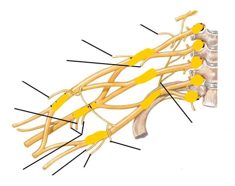 Brachial Plexus Diagram Quizlet