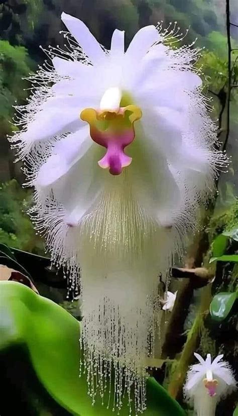 Pin By Kurdistan Median Empire On Flowers Strange Flowers
