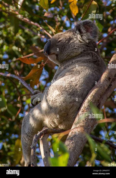Wild Endangered Koala Phascolarctos Cinereus Sleeping In Gum Tree