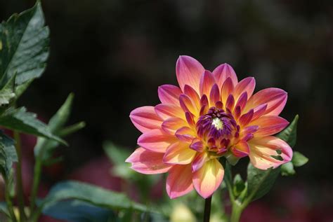 Dahlia Blomma Natur Gratis foto på Pixabay Pixabay