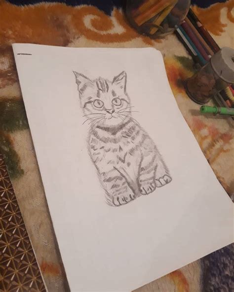 Norteam Rica Cierto Invadir Como Dibujar Un Gato A Lapiz Paso A Paso