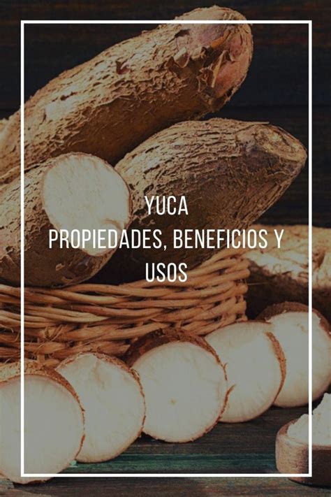 Propiedades Beneficios Y Uso De La Yuca