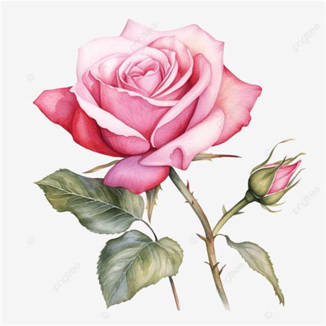 핑크 파스텔 장미 꽃으로 식물 그림 장미 꽃 꽃무늬 PNG 일러스트 및 이미지 에 대한 무료 다운로드 Pngtree