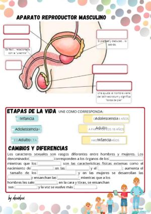 Ficha De Actividad El Aparato Reproductor Masculino Y Femenino