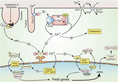 Calcium And Ip3 In Signaling Pathways