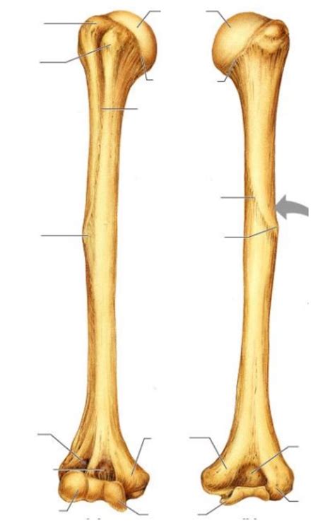 Humerus Labeling Diagram Quizlet