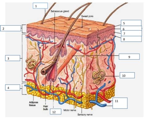 Epidermis Dermis Label Quiz Diagram Quizlet