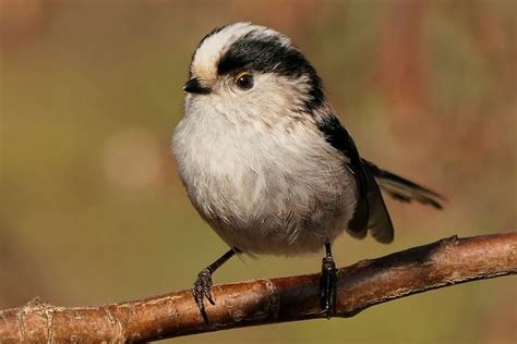 Jean Louis Lovisa Les Oiseaux Du Jardin Photos Et Vid Os Instagram