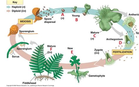 Plants Diagram Quizlet