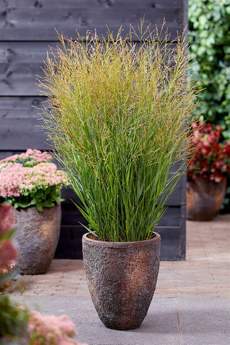 Rutenhirse Panicum Virgatum Js Bild Kaufen