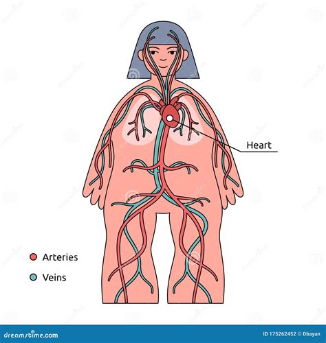 Human Body Infographic Circulatory System Heart And Blood Vessels
