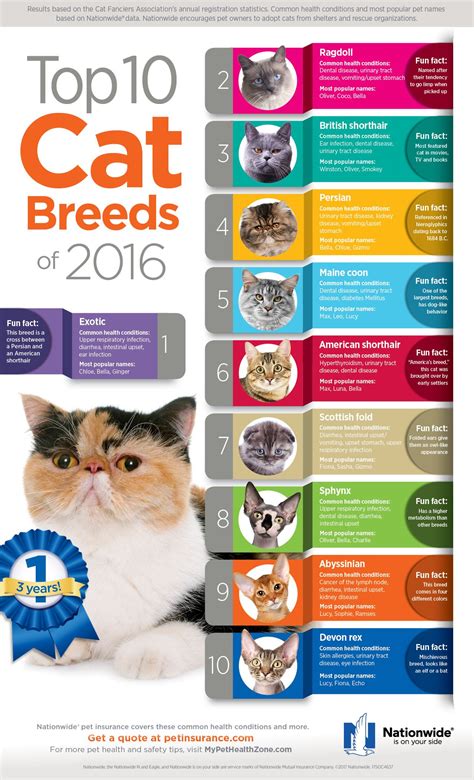 Cat Breeds With Pictures And Names