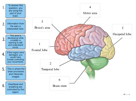 Parts Of The Brain And Their Functions Buy Stores Gbu Presnenskij Ru