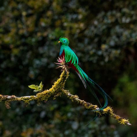 Observación de Aves en Panamá Islas Parques Nacionales