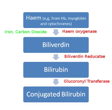 Bilirubin Metabolism And Jaundice Almostadoctor