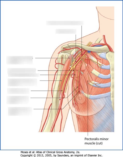 Pectoral And Axillary Region Nerves Diagram Diagram Quizlet
