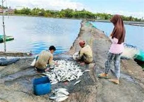 Pemekaran Wilayah Provinsi Sulawesi Selatan 8 Potensi Kelautan