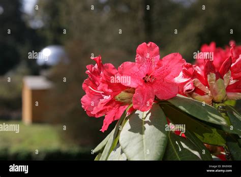 Estate Of Tatton Park England Spring View Of Red Rhododendrons With