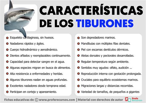 Características del Tiburón