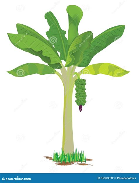 Beautiful Banana Plantations In Bright Sky Atmosphere Cartoon Vector