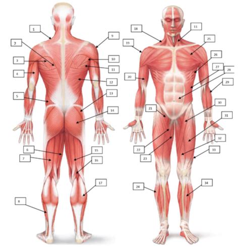 Anatomical Kinesiology Whole Body Muscle Recognition Flashcards Quizlet