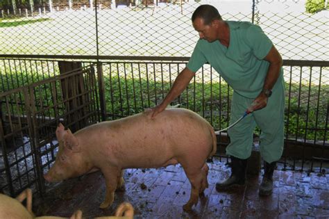 Inseminaci N Artificial De La Cerda