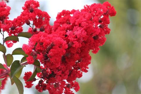 LAGERSTROEMIA indica Dynamite Pépinières Ripoche Nantes Divatte