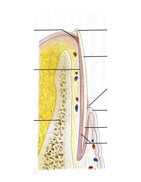 Structure Of A Nail Diagram Quizlet