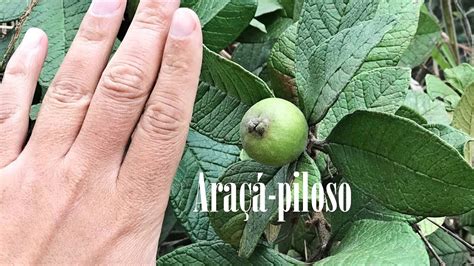 Ara Piloso Rar Ssimo Ara Da Serra Da Mantiqueira Youtube