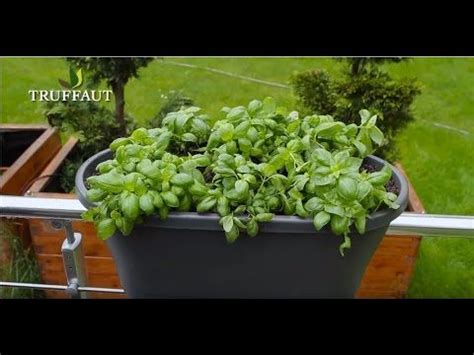Quand Et Comment Semer Du Basilic Jardinerie Truffaut TV YouTube