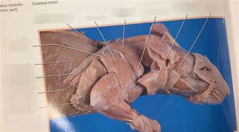 Rat Lateral Muscles Diagram Quizlet