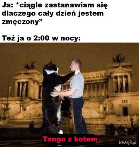Typowy Kot Najlepsze Memy I Obrazki O Kotach Mieszne Memy Z Kotami W