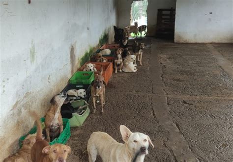 Mais de 90 animais em situação de maus tratos são encontrados em ONG