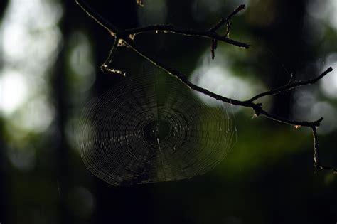 Spinnennetz Netzwerk Spinne Kostenloses Foto Auf Pixabay Pixabay