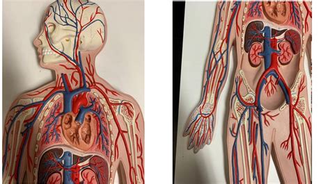 Veins Model Diagram Quizlet