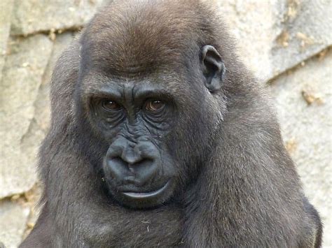 Esfuerzos de Conservación para los Gorilas Gorilas Información y