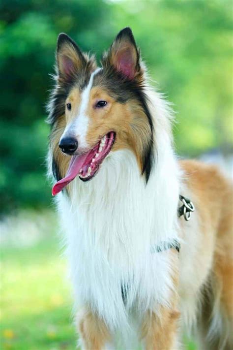 Owczarek szkocki collie opis charakter najczęstsze choroby