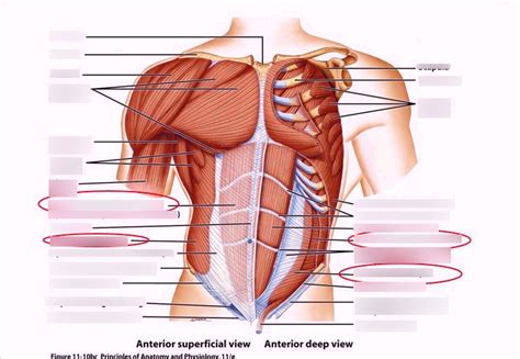 Anterior Muscles Of Torso Diagram Quizlet